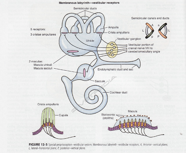 Apparato vestibolare: anatomia funzionale - Vetpedia l'Enciclopedia di ...