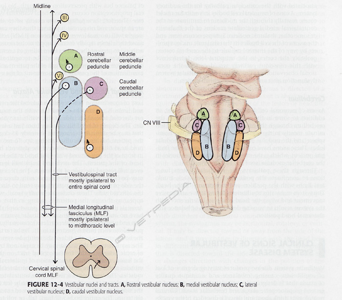 Apparato vestibolare: anatomia funzionale - Vetpedia l'Enciclopedia di ...