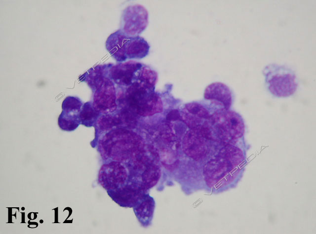 Atipia cellulare - Vetpedia l'Enciclopedia di Medicina Veterinaria