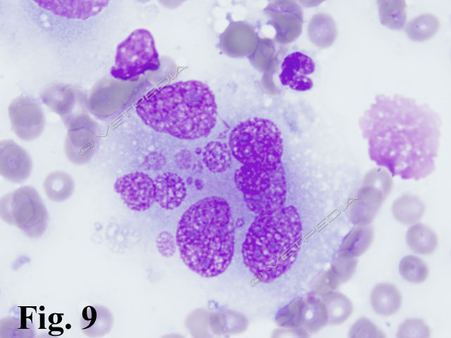 Atipia cellulare - Vetpedia l'Enciclopedia di Medicina Veterinaria