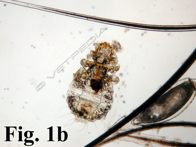 Ectoparassiti della cavia - Vetpedia l'Enciclopedia di Medicina Veterinaria
