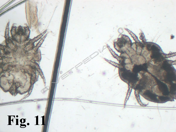Cheyletiellosi - Vetpedia l'Enciclopedia di Medicina Veterinaria