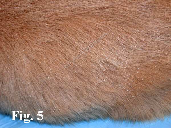 Cheyletiellosi - Vetpedia l'Enciclopedia di Medicina Veterinaria