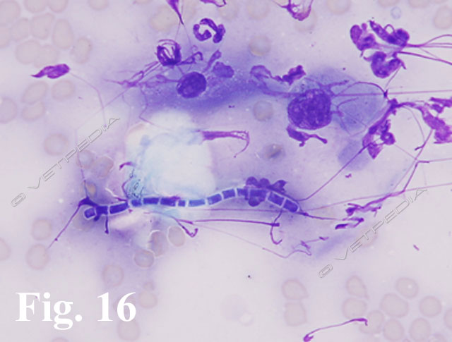 Cellula Fungina Al Microscopio Reticolo Di Hartig