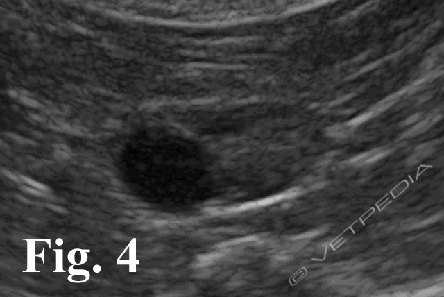 Esame ecografico dei linfonodi addominali - Vetpedia l'Enciclopedia di ...