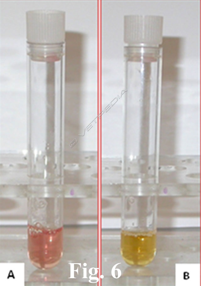 Esame del liquido cerebrospinale - Vetpedia l'Enciclopedia di Medicina ...