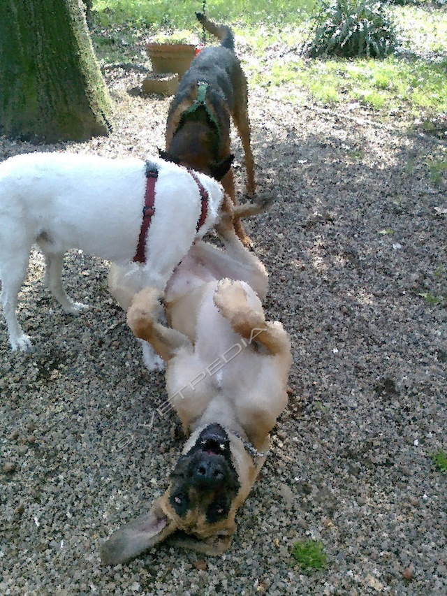 Feromoni: cane - Vetpedia l'Enciclopedia di Medicina Veterinaria