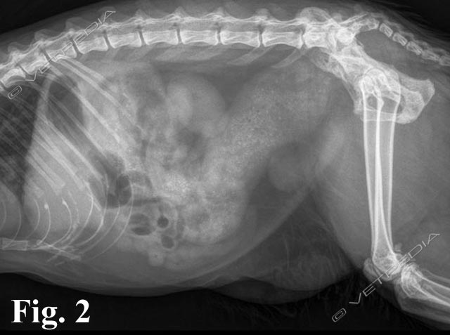 Megacolon felino - Vetpedia l'Enciclopedia di Medicina Veterinaria