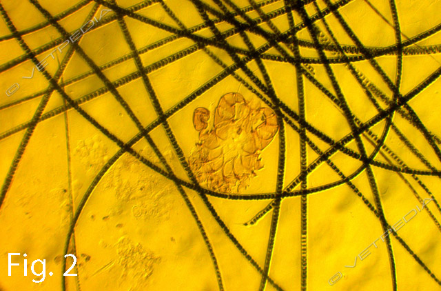 Myocoptes musculinus - Vetpedia l'Enciclopedia di Medicina Veterinaria