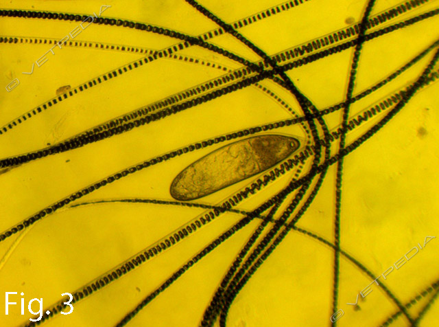 Myocoptes musculinus - Vetpedia l'Enciclopedia di Medicina Veterinaria