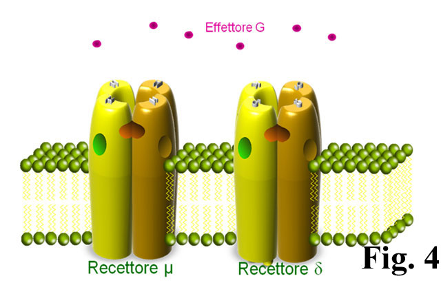 Oppioidi - Vetpedia l'Enciclopedia di Medicina Veterinaria
