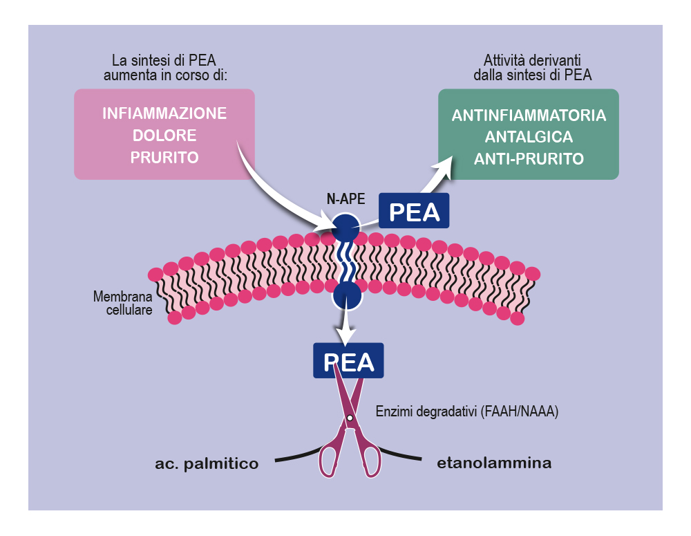 Palmitoiletanolamide (PEA) - Vetpedia l'Enciclopedia di Medicina ...