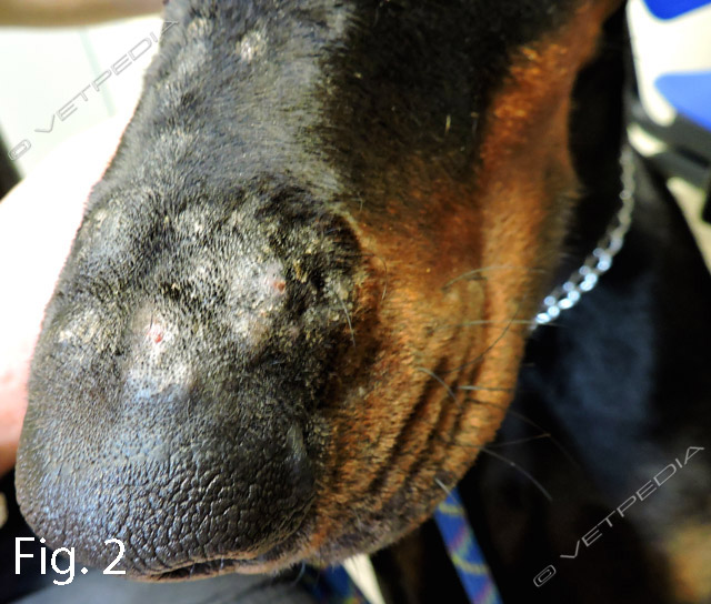 Piodermite profonda nel cane e nel gatto - Vetpedia l'Enciclopedia di ...