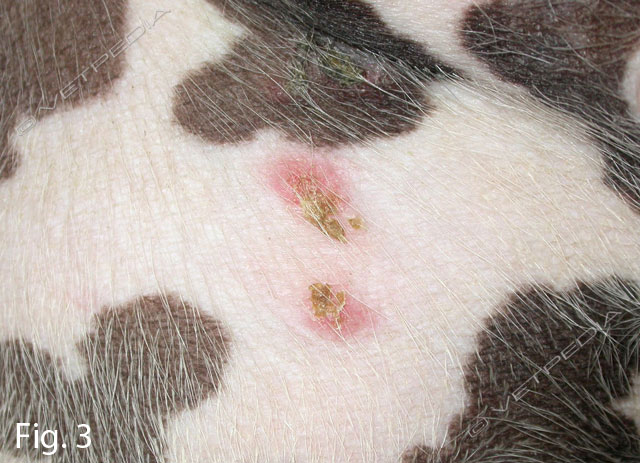 Piodermite superficiale nel cane - Vetpedia l'Enciclopedia di Medicina ...