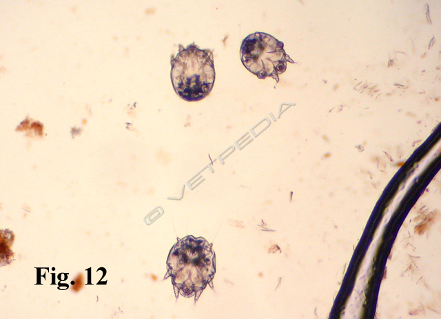 Rogna notoedrica (scabbia felina) - Vetpedia l'Enciclopedia di Medicina ...