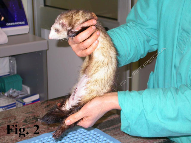 Anatomia e fisiologia del furetto - Vetpedia l'Enciclopedia di Medicina ...